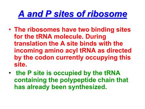 Lecture 6 Protein Synthesisppt Programming Languages Computing