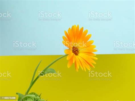냄비 메리 골드 꽃 금송화 Officinalis 노란색과 파스텔 블루 배경에 고립 0명에 대한 스톡 사진 및 기타 이미지 0