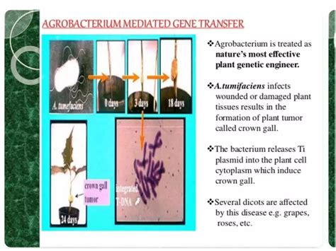 Transgenic Plants Pptx