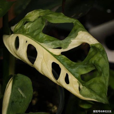 带锦的龟背竹认识这11种就够了，养一两种就满足了叶子会品种斑块