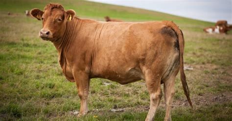 Bulls Vs Cows Whats The Difference