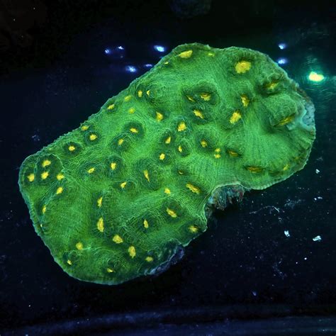 Space Invader Chalice 1 Frag Corals Anonymous