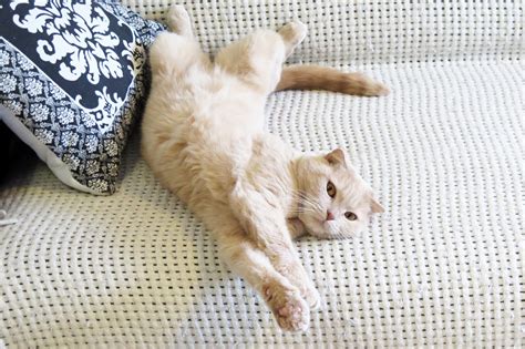 Эффективные и проверенные варианты 🐈 которые помогут отучить кошку