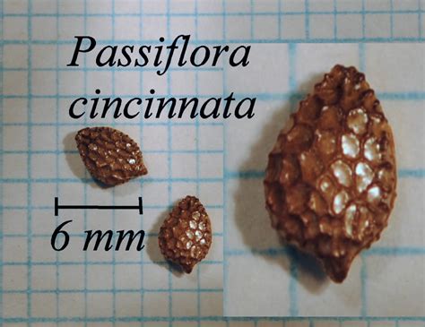Passiflora Cincinnata Archives Hardy Plant Society