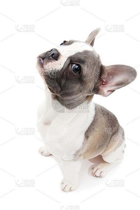 法国斗牛犬小狗肖像