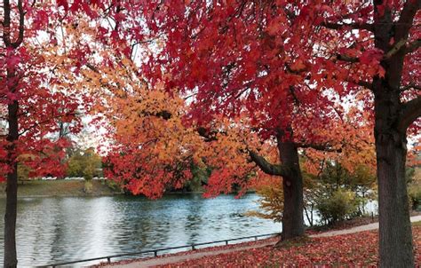 Premium Photo Multi Colour Trees In The Autumn Forest