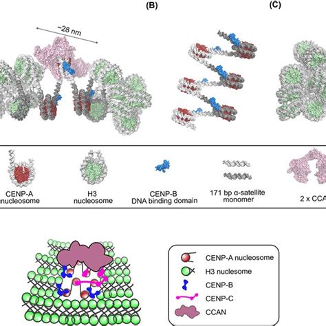 Cenp A Nucleosome In Complex With Cenp C A A Schematic Representation Download Scientific