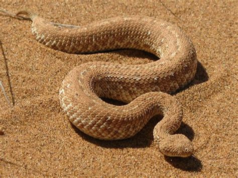 Bitis Peringueyi Species Plant Species Animals Wild