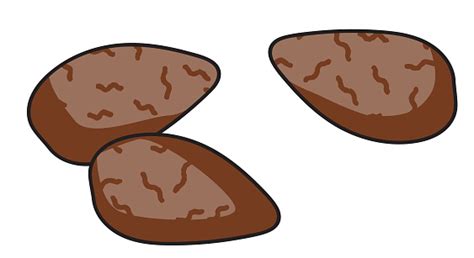 낙서 만화 스타일 갈색 아몬드 너트 벡터 일러스트 바 레스토랑 메뉴 광고 포스터 카드 농민 시장 음식 장식 웹 사이트 디자인 또는 스티커 갈색에 대한 스톡 벡터 아트 및
