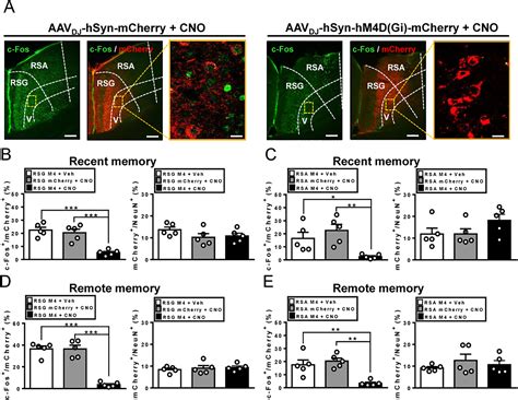 Distinct Contribution Of Granular And Agranular Subdivisions Of The