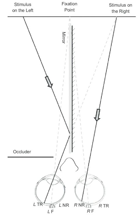 Dichoptic presentation of the image through the mirror and occluder.... | Download Scientific ...