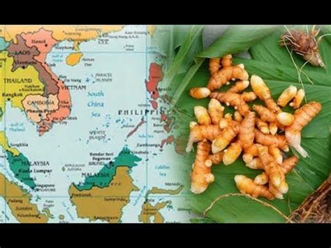 Where Does Turmeric Come From Youtube