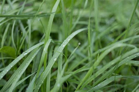 Grass Wet Cold Free Photo On Pixabay Pixabay
