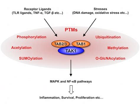 Ijms Free Full Text Post Translational Modifications Of The Tak1