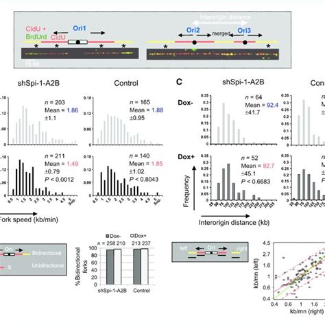 Spi 1 Increases The Speed Of Replication Fork Movement In A Symmetrical