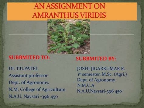 Amranthus Viridis Org Ppt Pptx Gardening Home And Garden