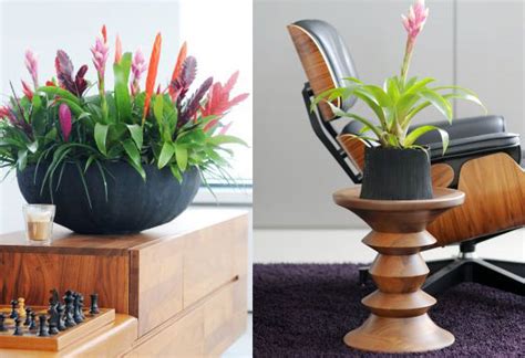 Plantas Ideales Para El Salón Factores A Tener En Cuenta
