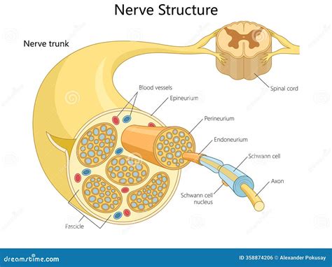 Detailed Diagram Of Nerve Structure Medical Stock Illustration Illustration Of Structure