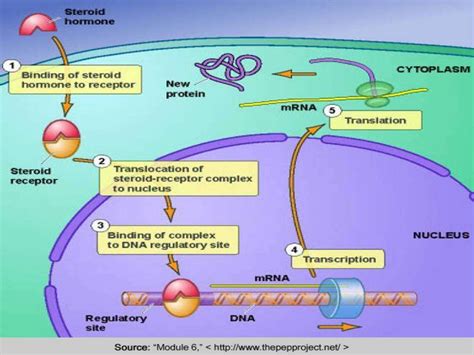 Regulation Of Gene Expression Ppt