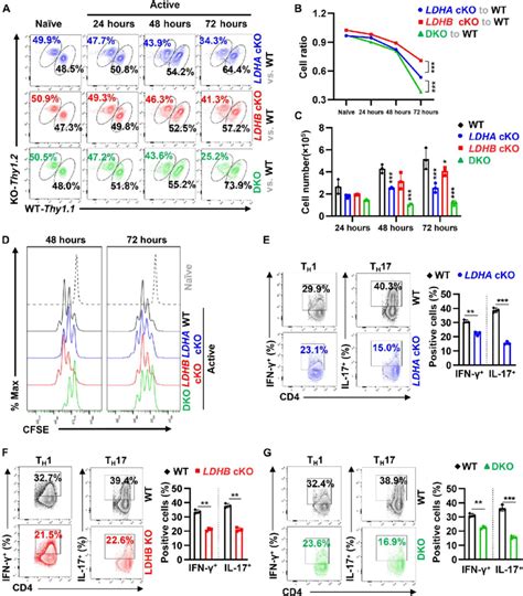 Altering The Ldh Isoenzyme Spectrum Affects T Cell Proliferation And