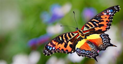 Understanding Genetic Polymorphism Key Concepts And Examples •