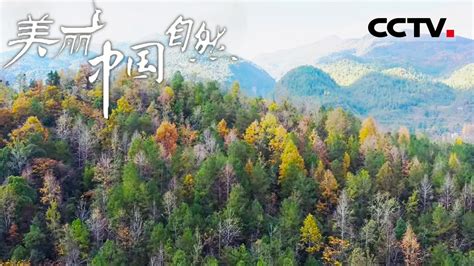 《美丽中国自然》 草海冬韵：云贵高原上的黑颈鹤与候鸟盛会 贵州黔中系列【cctv纪录】 Youtube