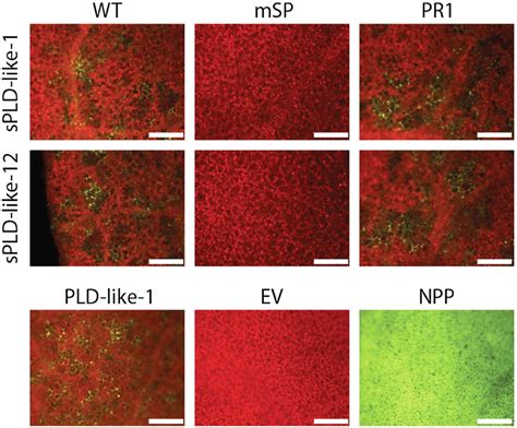 The Secretion Of Spld‐like‐1 And Spld‐like‐12 Is Required For Cell