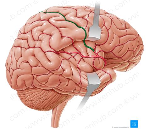 Artery Of Central Sulcus 1846 Kenhub Image License Store