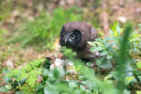 Boreal Owl Ranua Resort