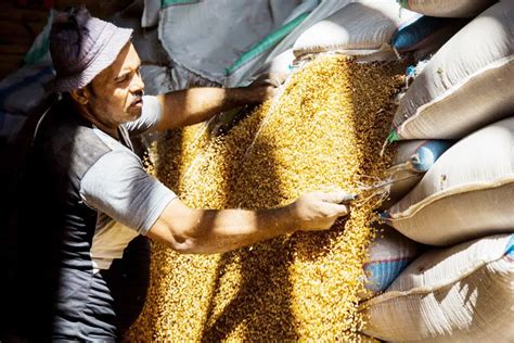 مصر تنتقد روسيا لانسحابها من اتفاق الحبوب وارتفاع أسعار القمح العالمية