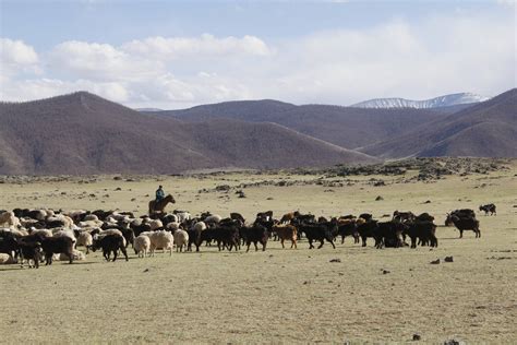 Join Sustainable Fibre Alliance To Support Sustainable Fibre Production