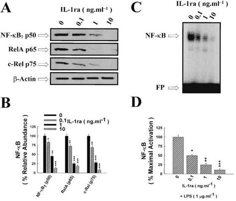 Role Of Il 1ra In Lps Induced Nf κb Nuclear Translocation And
