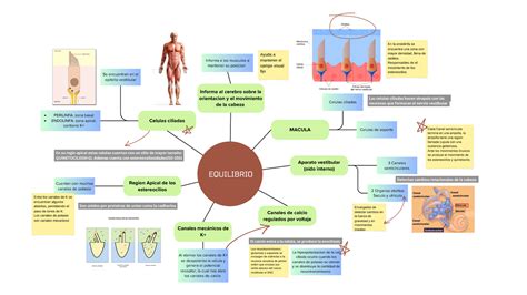 Equilibrio Mapa Mental Informa A Los Musculos A Mantener Su Posicion
