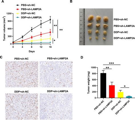 Lamp2a Regulates Cisplatin Resistance In Colorectal Cancer Through Mediating Autophagy Pmc