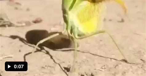 Kung Fu Master 9GAG