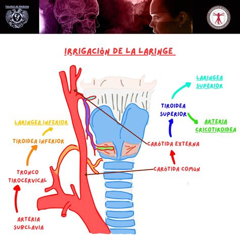 Anatomía De La Laringe Anatomia De Laringe Ii