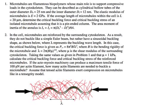 Solved 1 Microtubules Are Filamentous Biopolymers Whose