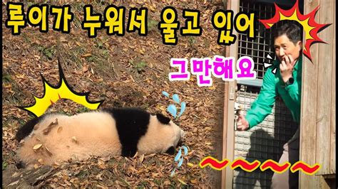 💥세상에나💥루이바오가 할부지일을 그만두라고 부를 때 집에 돌아가기를 거부하고 누워서 울고 있어요💦송 할부지 가 루이를 퇴근