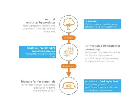 Single Cell Protein Scp Production From Industrial By Products Using