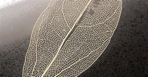 I Found A Leaf Skeleton Imgur