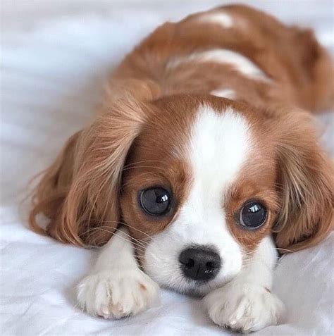 ℓυηα мι αηgєℓ ♡ Perros Y Cachorros Lindos Perros Cachorros Perros Y