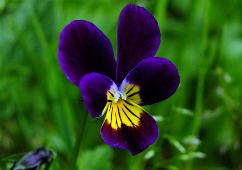 무료 이미지 자연 꽃잎 식물학 플로라 야생화 꽃들 눈 뉴타레아 플로어 비올라 Ggl1 개비 1 Fujifilmxs1 매크로 사진 팬지 꽃 피는