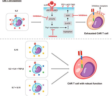 Car T Cell Safety Switch At Joel Stanbury Blog