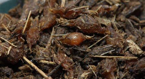 Oligochaeta The Anatomy And Reproduction Of The Humble Earthworm