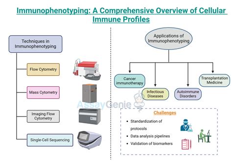 Immunophenotyping A Comprehensive Analysis Of Cellular Immune Profiles Assay Genie