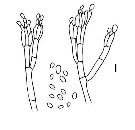 Conidiophores And Conidia Of Penicillium Digitatum Bar 10μm