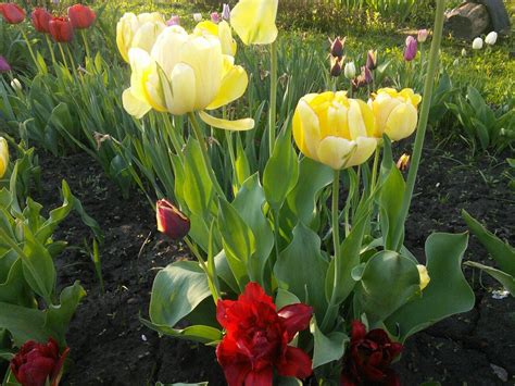 Тюльпаны | Plants, Garden