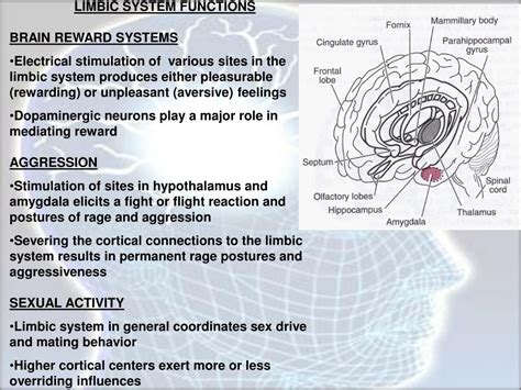 Ppt Integrative Function Of The Nervous System Powerpoint Presentation Id 2427860