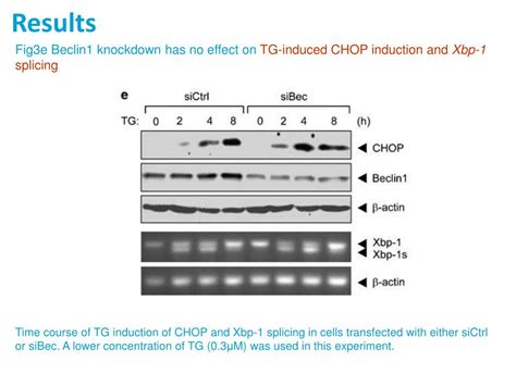 Ppt The Unfolded Protein Response Regulator Grp78bip Is Required For