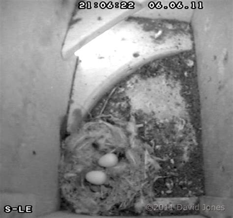 Swift Nest Sw Le With Eggs Tonight 6 June